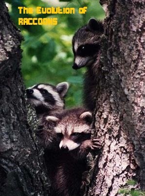 The Foundation By The Evolution Of Raccoons