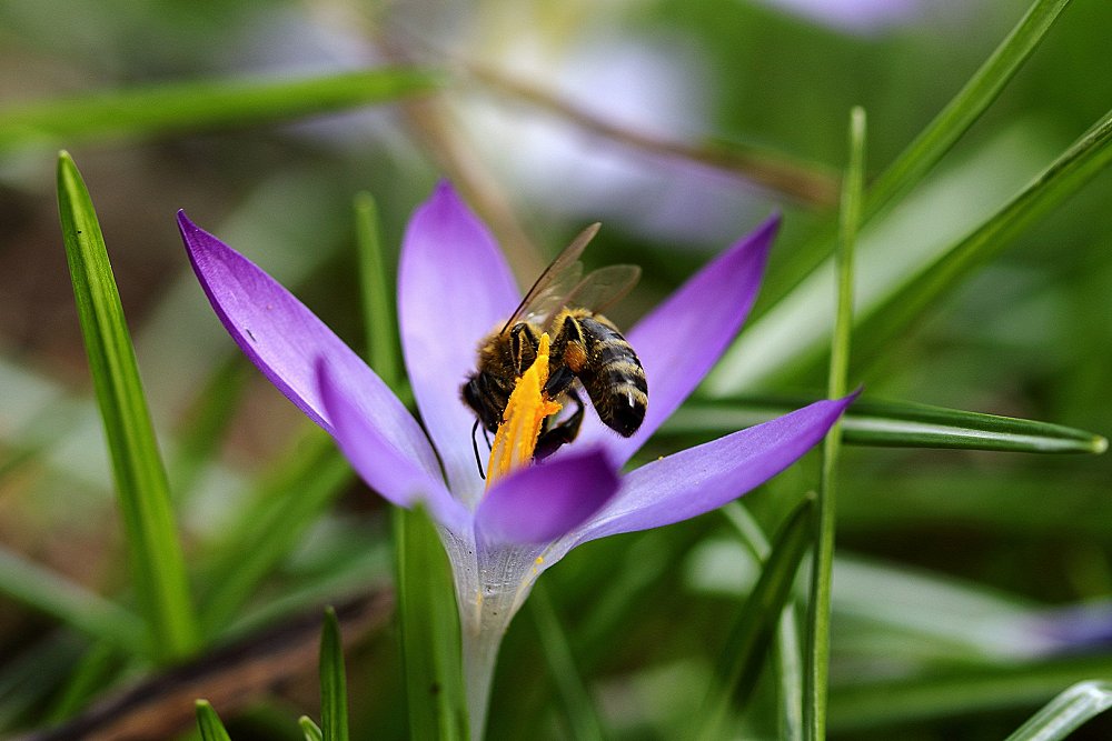 Die kleinen Bienchen